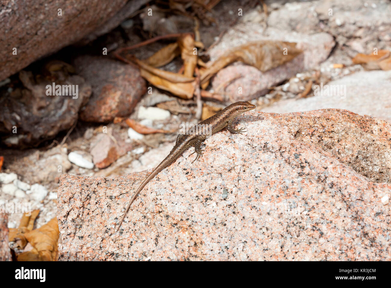 Lizard sunbathing at a rock Stock Photo - Alamy