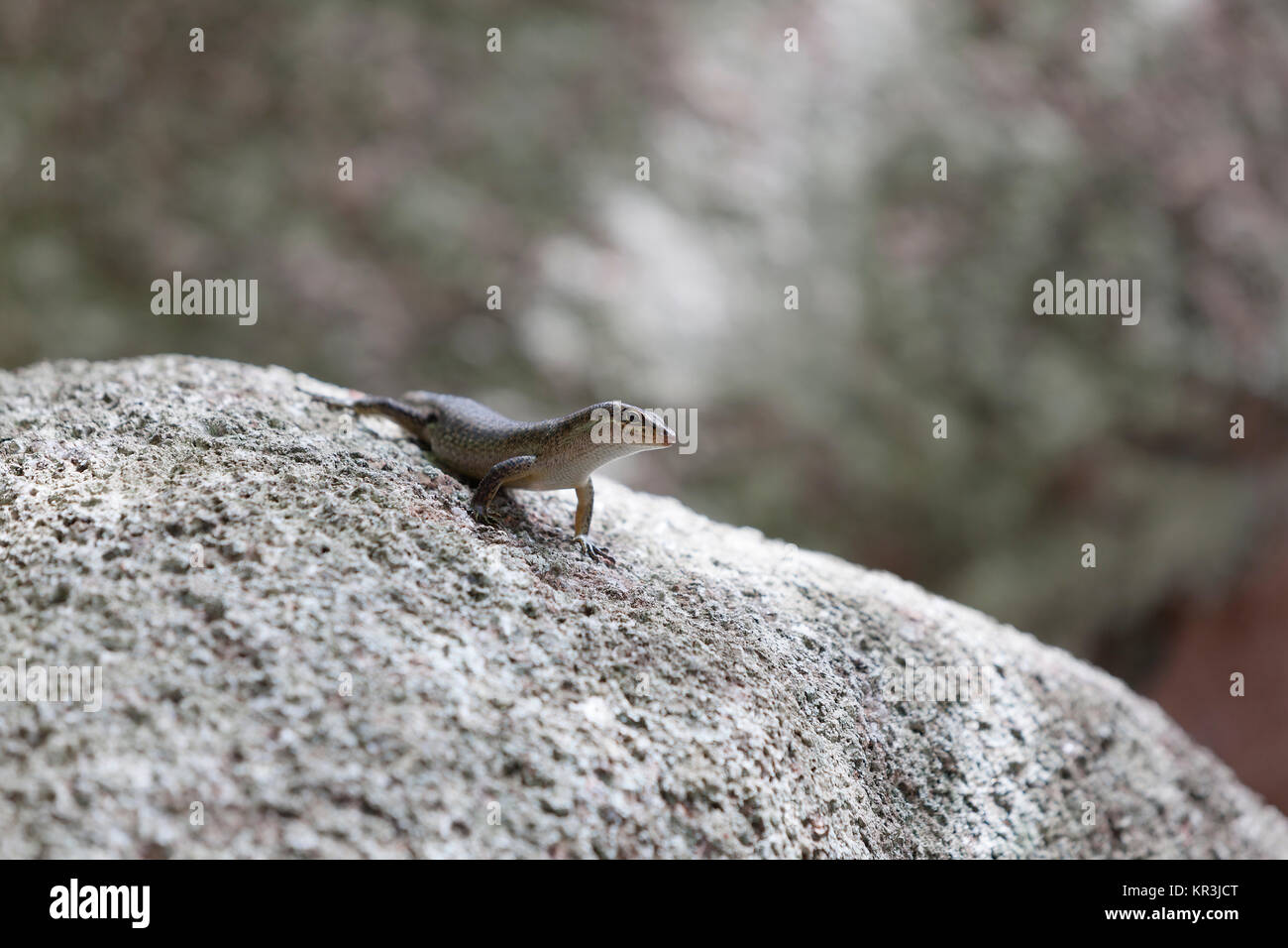 Lizard sunbathing at a rock Stock Photo - Alamy