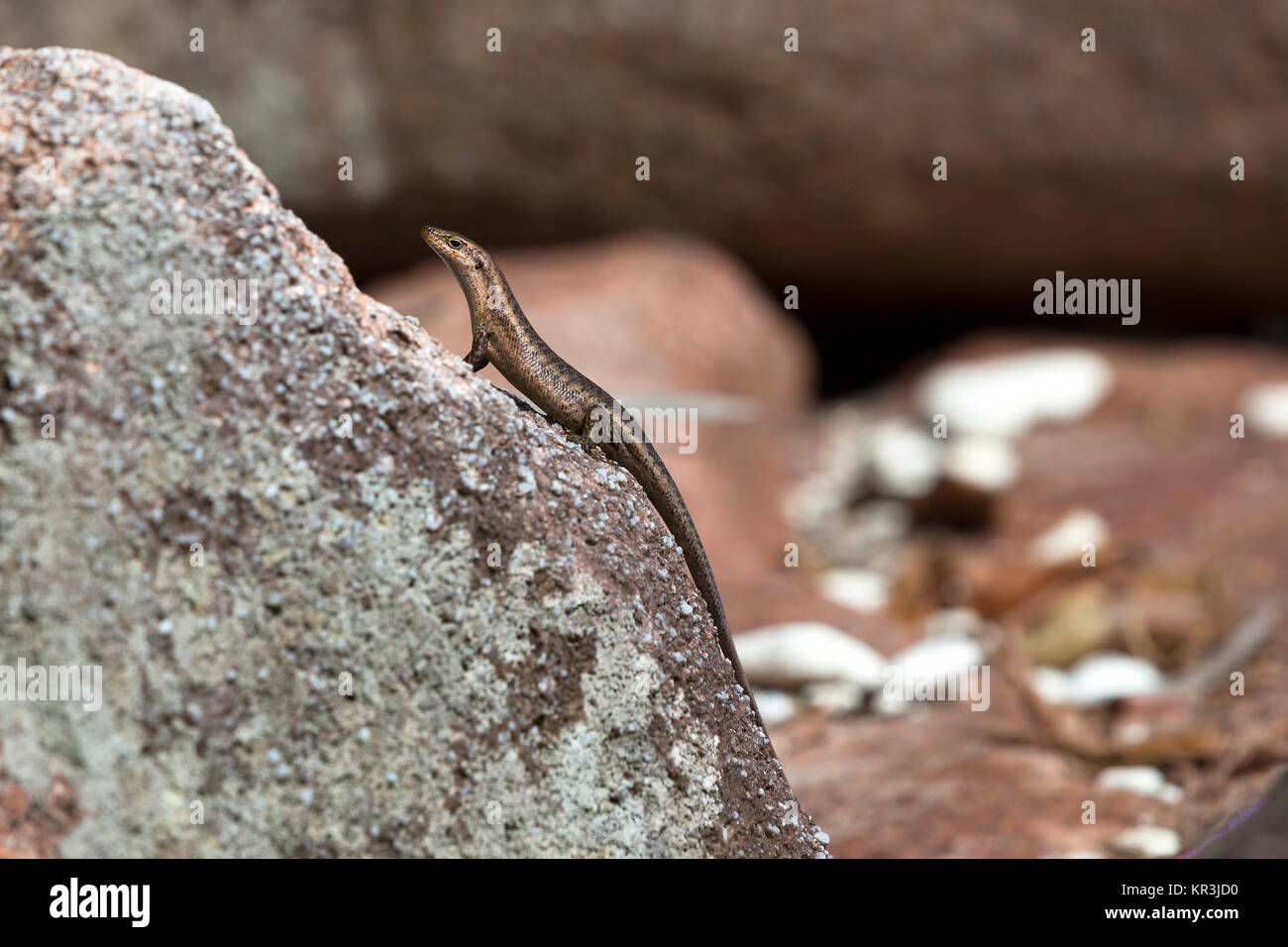 Lizard sunbathing at a rock Stock Photo - Alamy