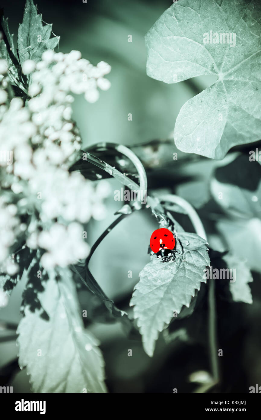Ladybird on a leaf Stock Photo - Alamy