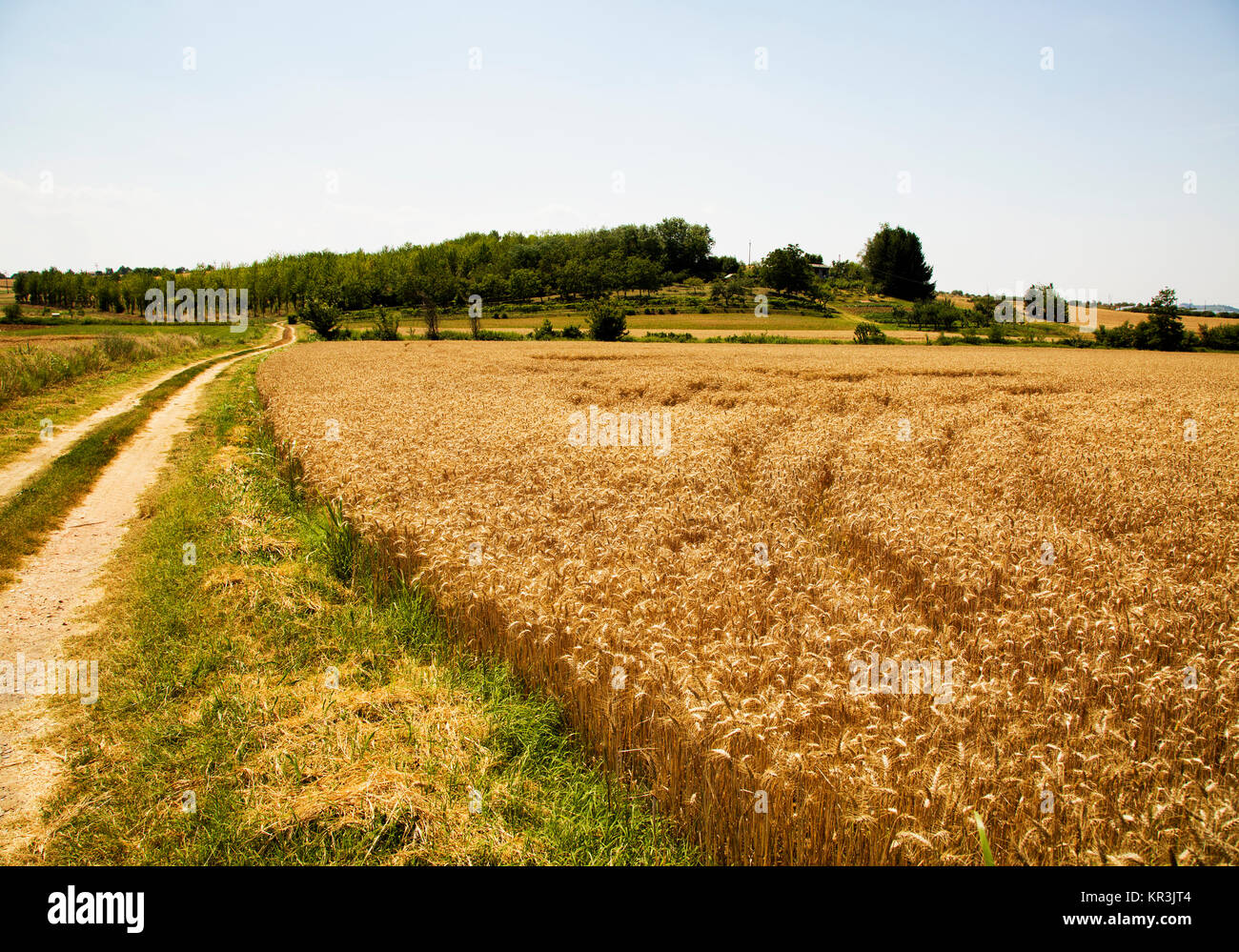 Wheat field with road on left side Stock Photo - Alamy