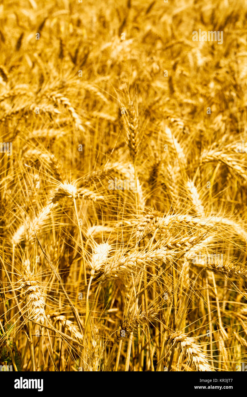 Wheat field in close up Stock Photo - Alamy