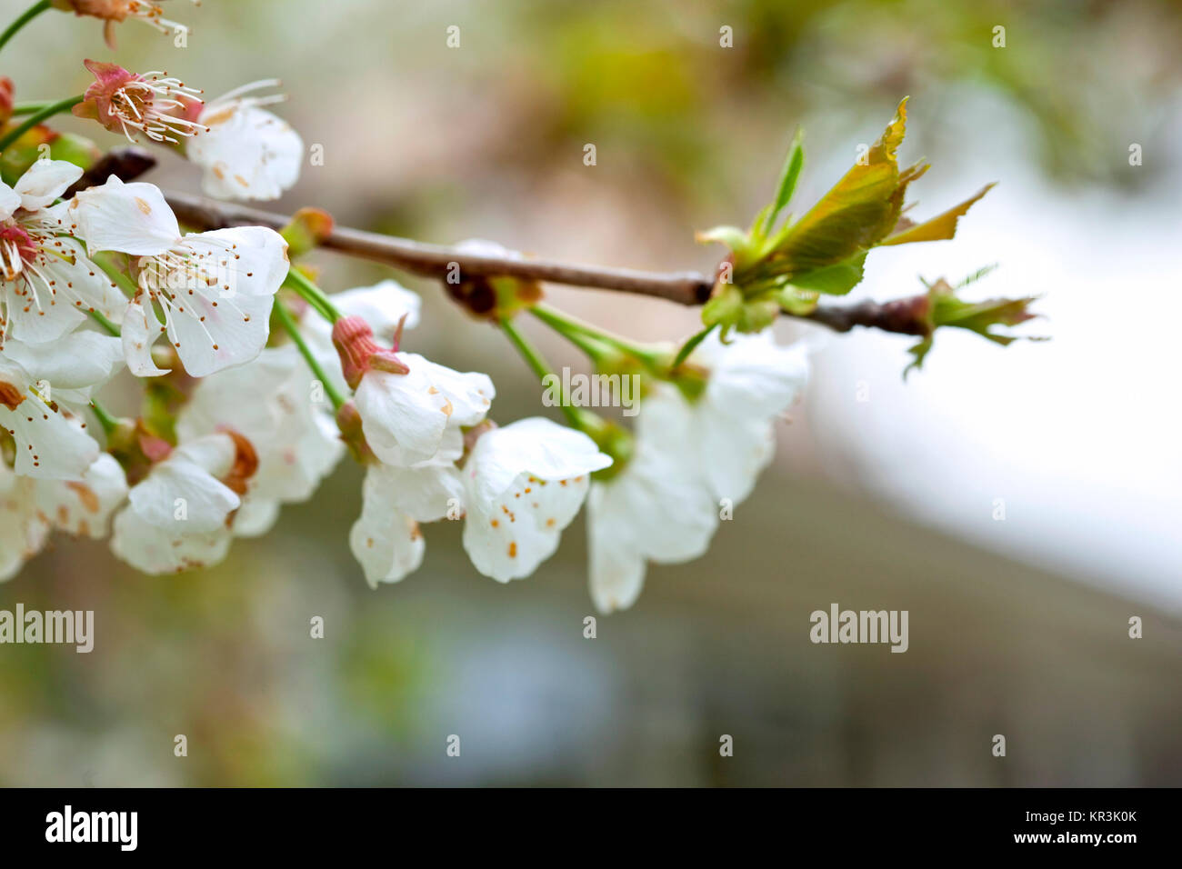 Cherry blossoms in spring Stock Photo - Alamy