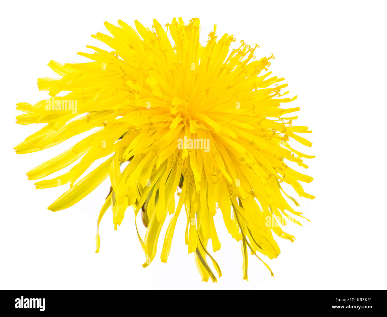 Yellow dandelion flower close up Cut Out Stock Images & Pictures - Alamy