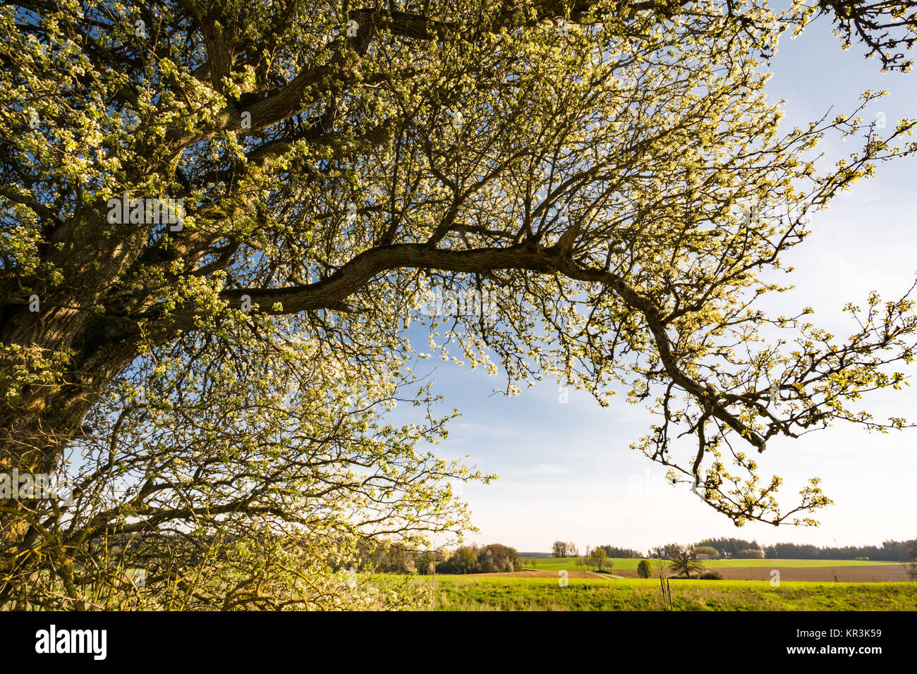 Landscape with a flowering tree Stock Photo - Alamy