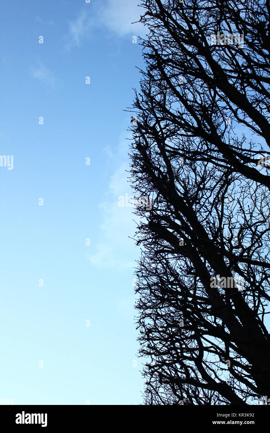 Half of forest Stock Photo - Alamy