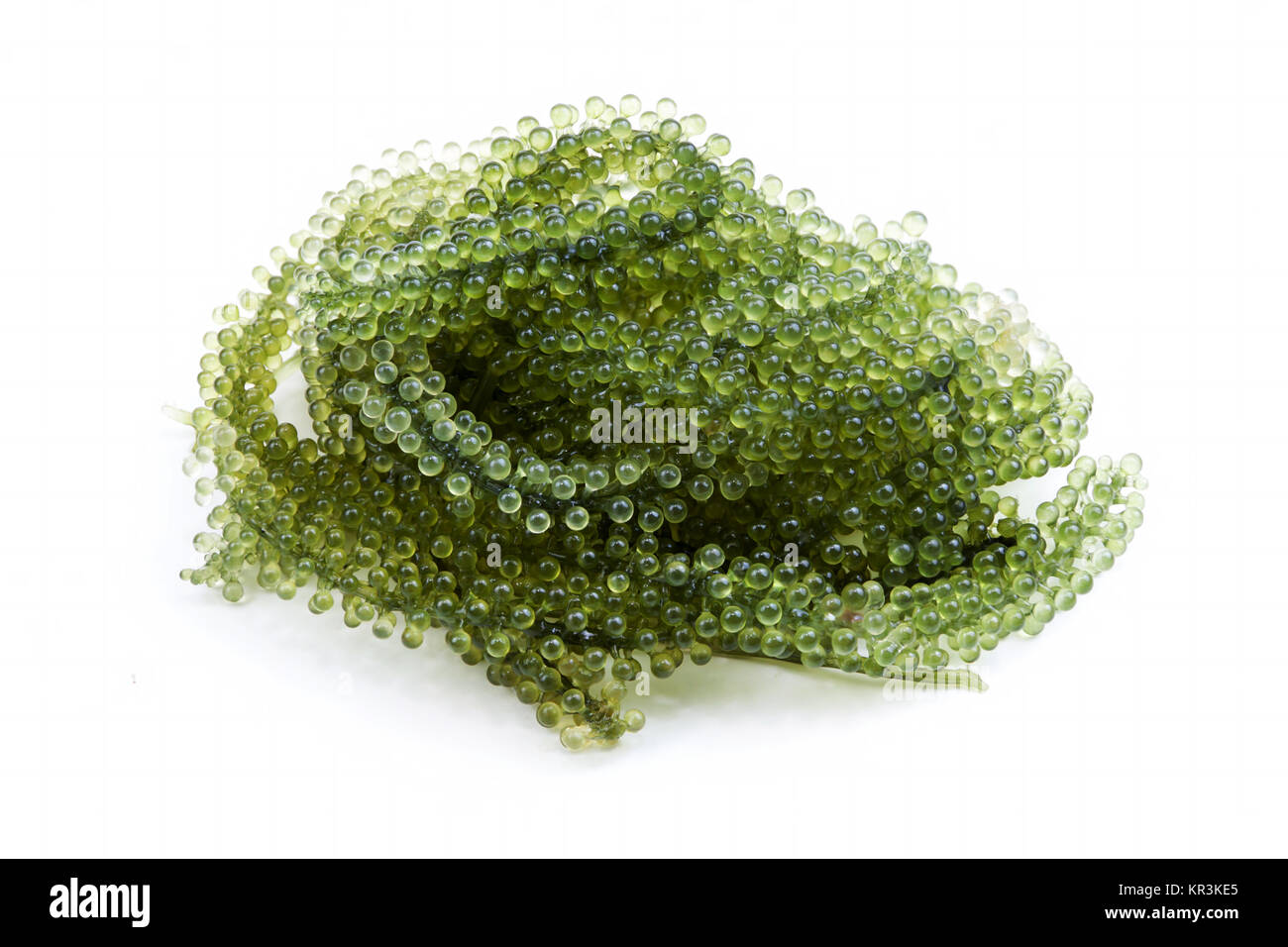 Seaweed sea grapes caulerpa hi-res stock photography and images - Alamy