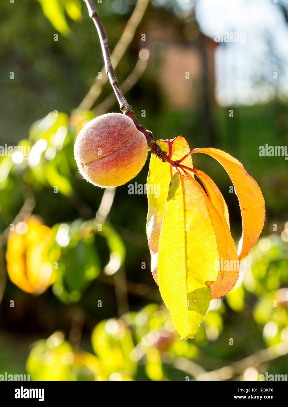 peach immature fruit on the branch Stock Photo - Alamy