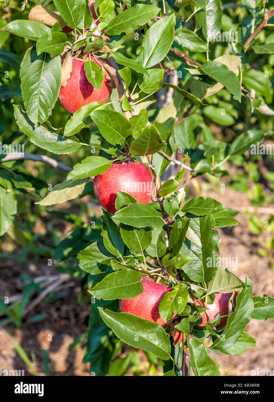 Apple tree in Gargazo, Tyrol Italy Stock Photo - Alamy