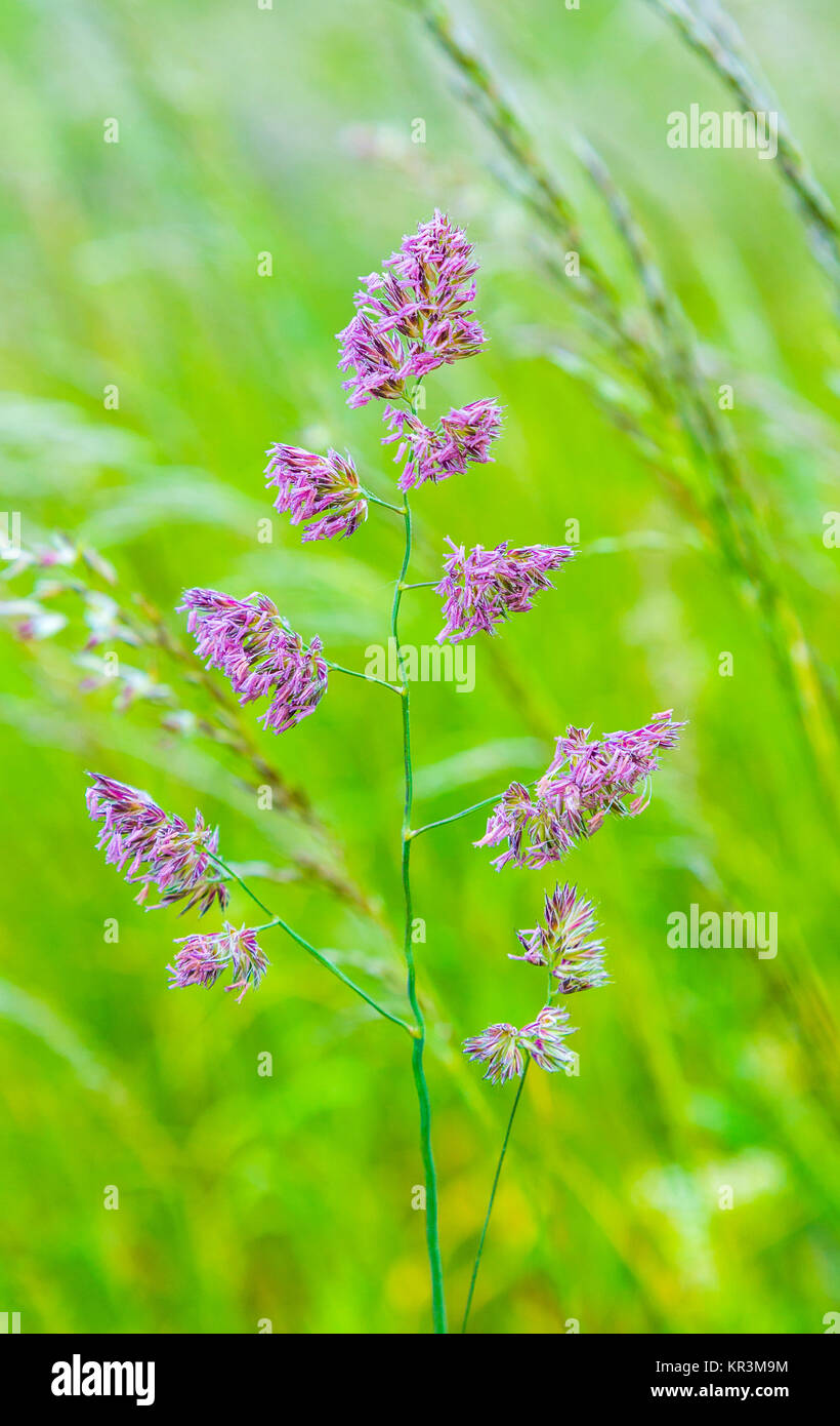 detail of wild growing grass plants in nature Stock Photo - Alamy