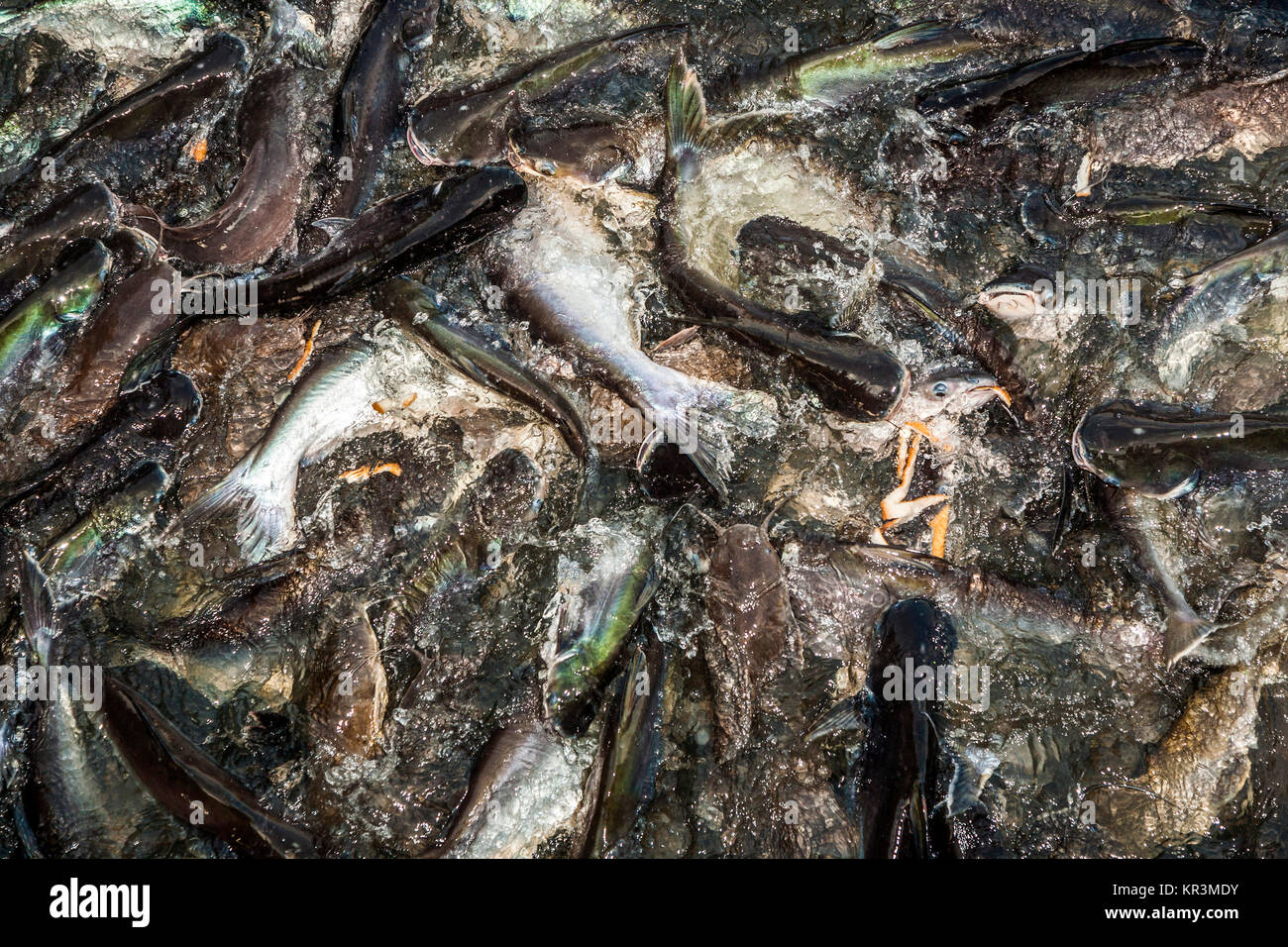 catfishes in the river fighting for food Stock Photo - Alamy