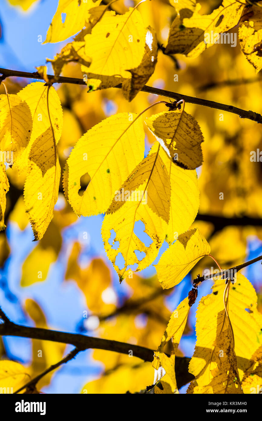 cherry tree leaves under blue sky in harmonic yellow autumn colors ...