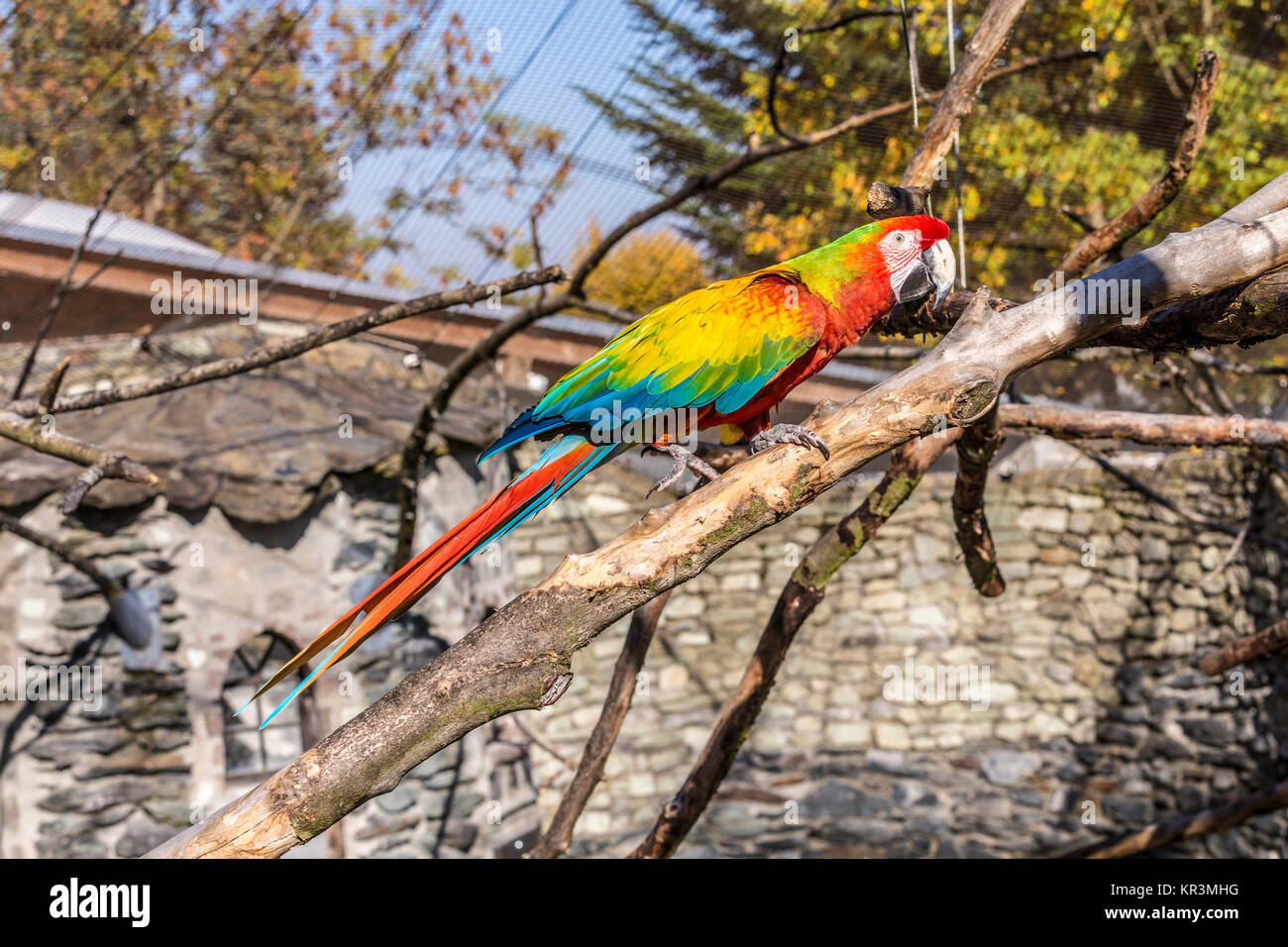 Macaw sitting perched on a bench of a tree Stock Photo - Alamy