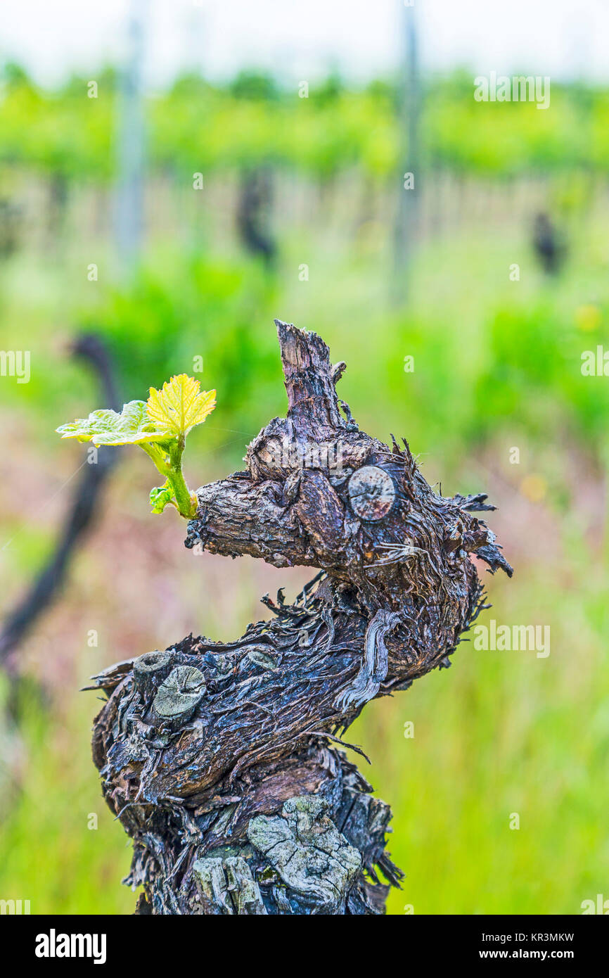 Old vine tree stem in a vineyard in Bingen Stock Photo - Alamy