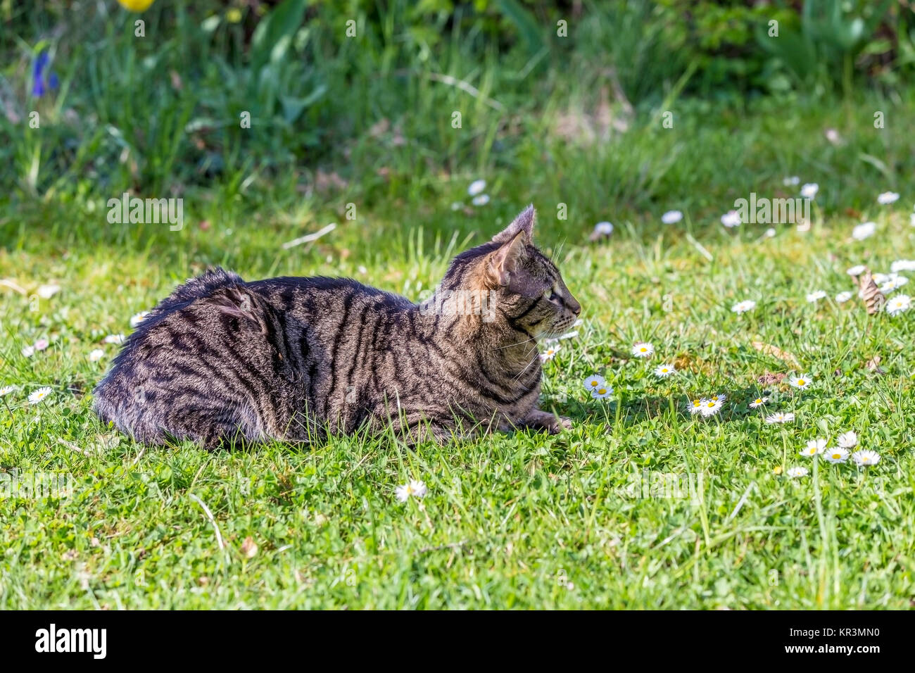 cute tiger cat relaxes at the green grass in the sun Stock Photo - Alamy