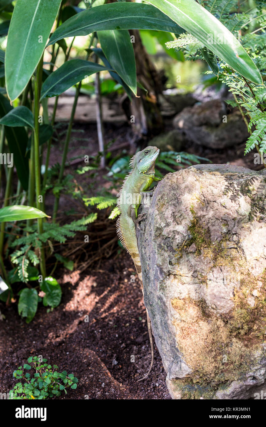 lizard at a rock in tropical area watches the scene Stock Photo - Alamy