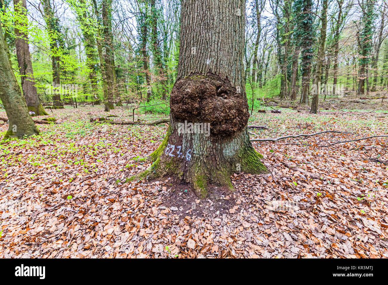 big tree stump in the forest in autumn Stock Photo - Alamy