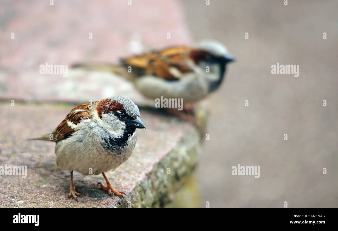 Two sparrows hi-res stock photography and images - Alamy