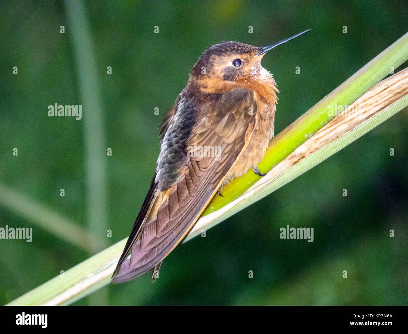 colorful hummingbird relaxes on a leaf in the wilderness Stock Photo ...