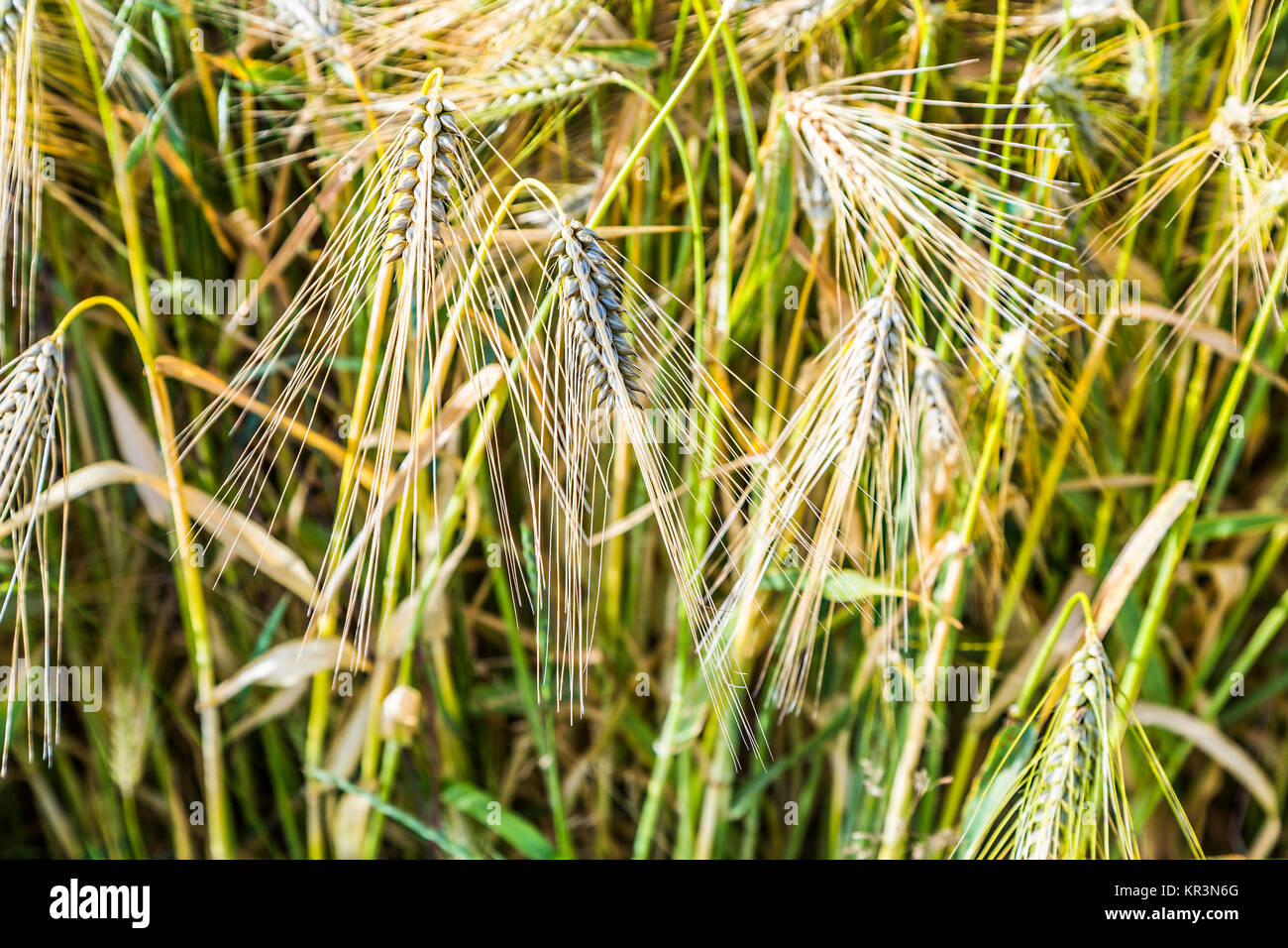 pattern of yellow corn field in detail Stock Photo - Alamy