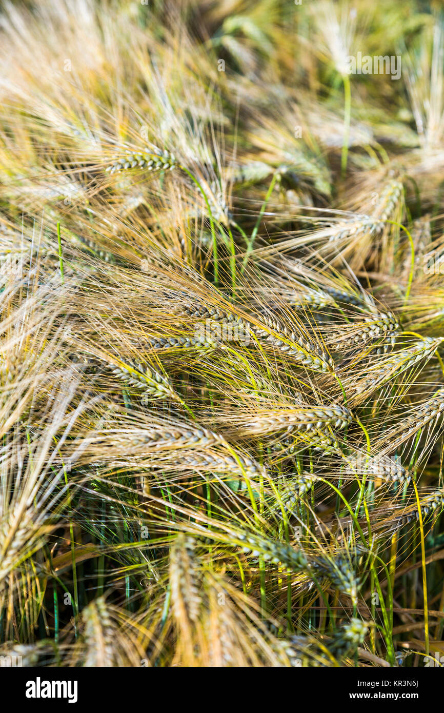 pattern of yellow corn field in detail Stock Photo - Alamy