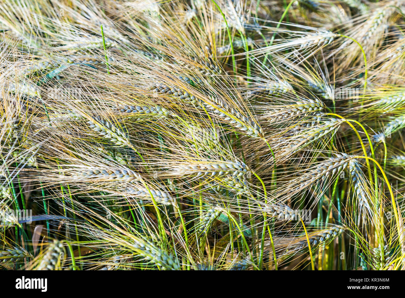 pattern of yellow corn field in detail Stock Photo - Alamy