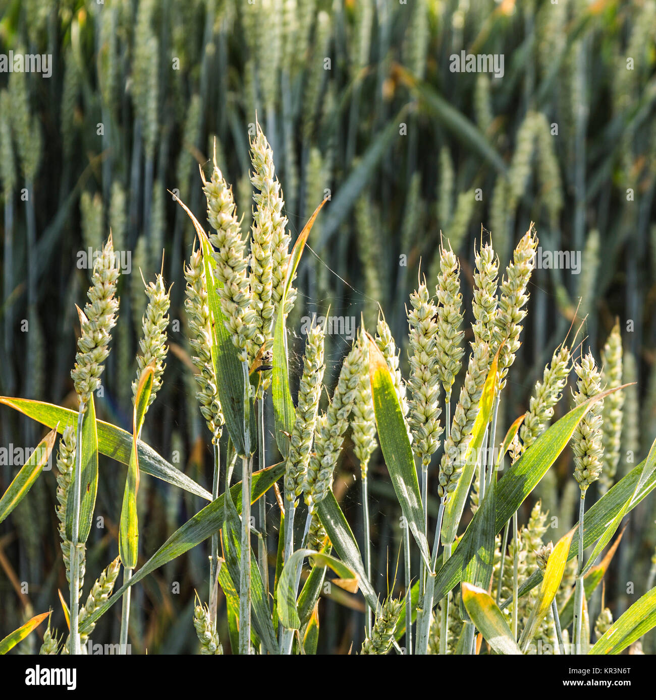 pattern of green corn field in detail Stock Photo - Alamy