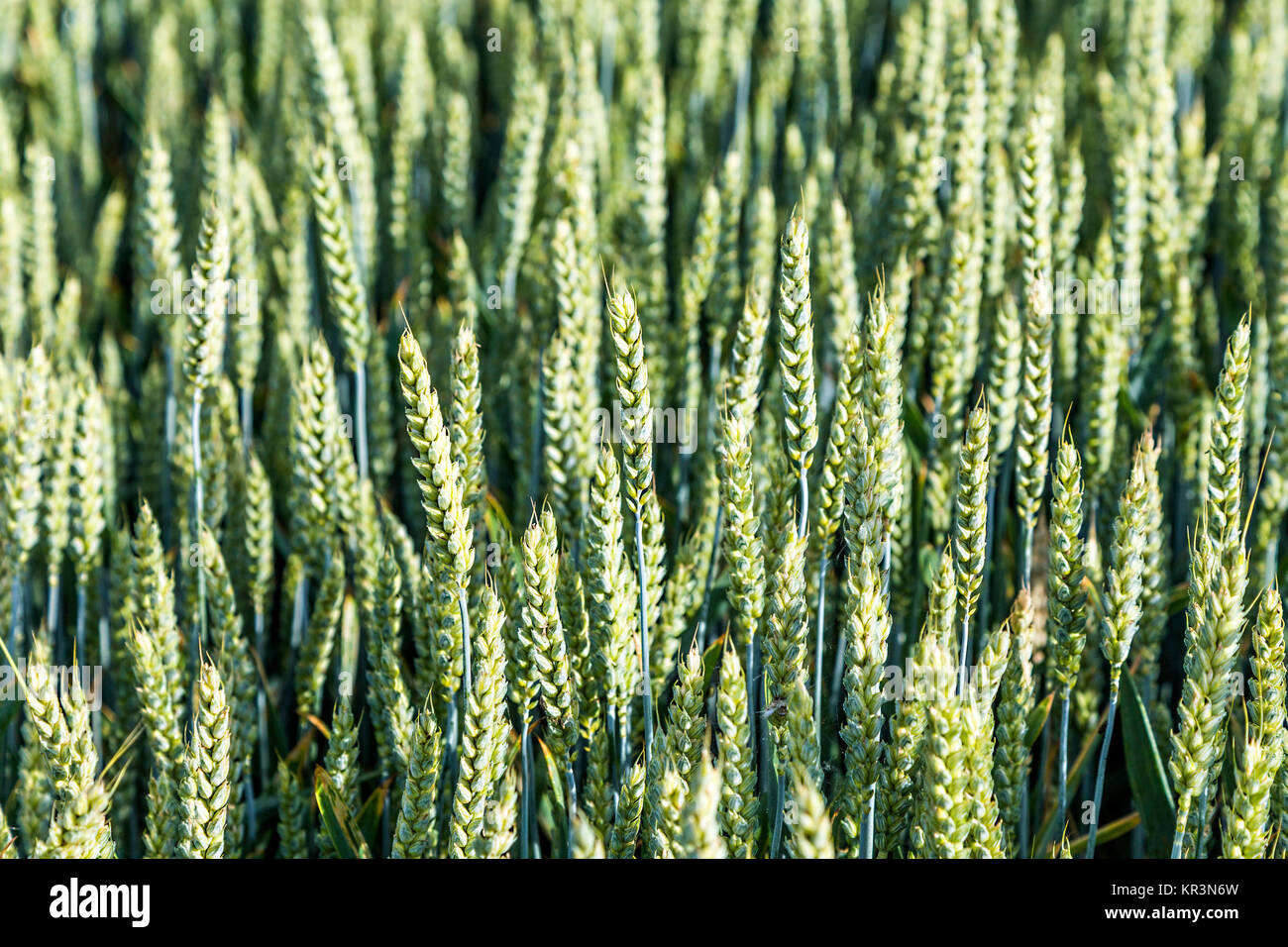 pattern of green corn field in detail Stock Photo - Alamy