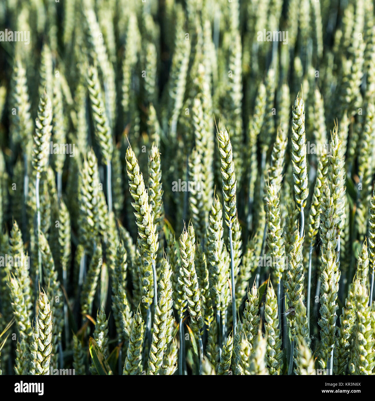 pattern of green corn field in detail Stock Photo - Alamy