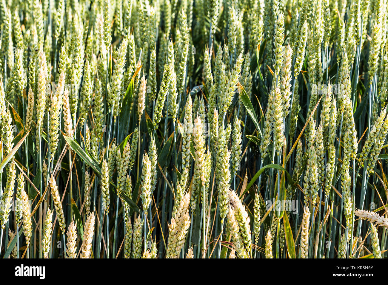 pattern of green corn field in detail Stock Photo - Alamy