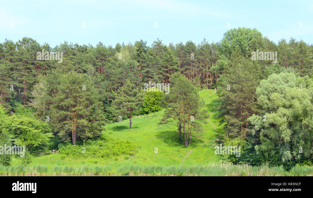 green trees on the edge of a forest Stock Photo - Alamy