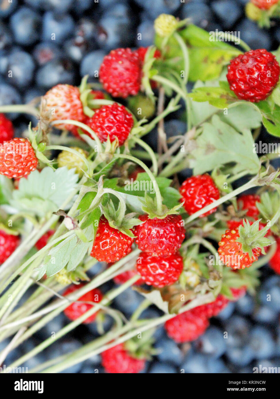 fresh wild strawberries and bilberries Stock Photo - Alamy