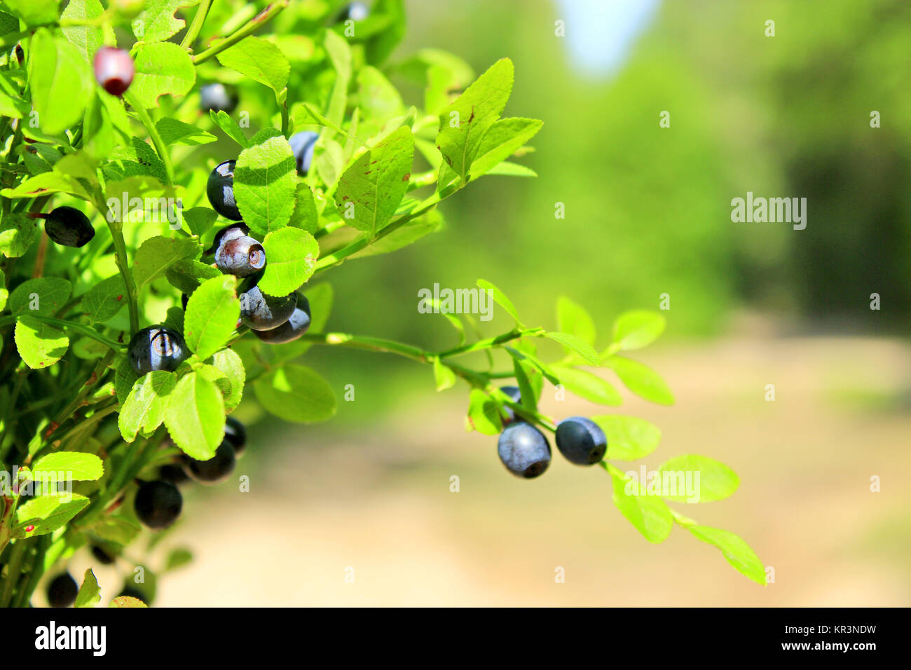 bilberry-bush with berries in the forest Stock Photo - Alamy