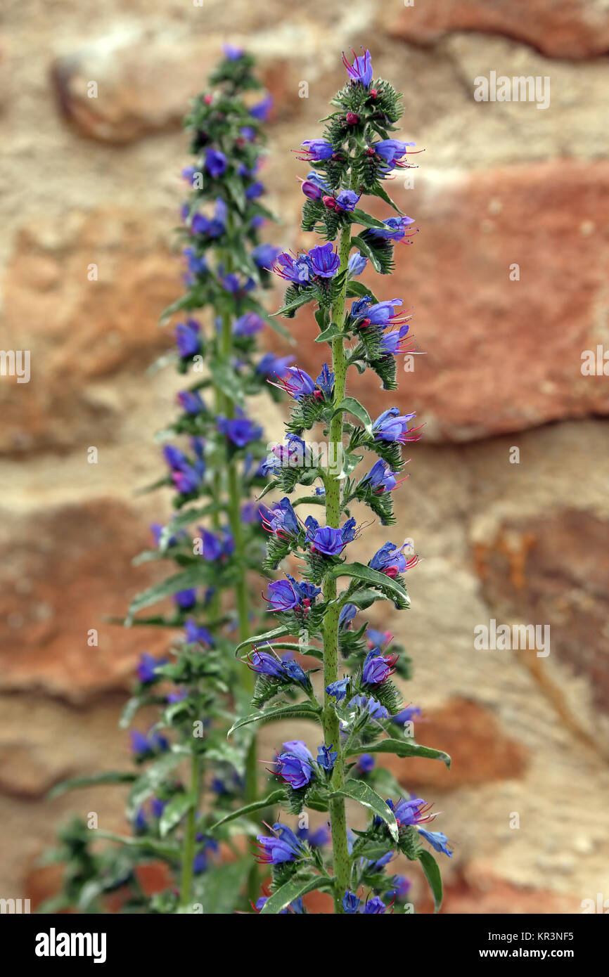 blue bugloss echium vulgare Stock Photo - Alamy