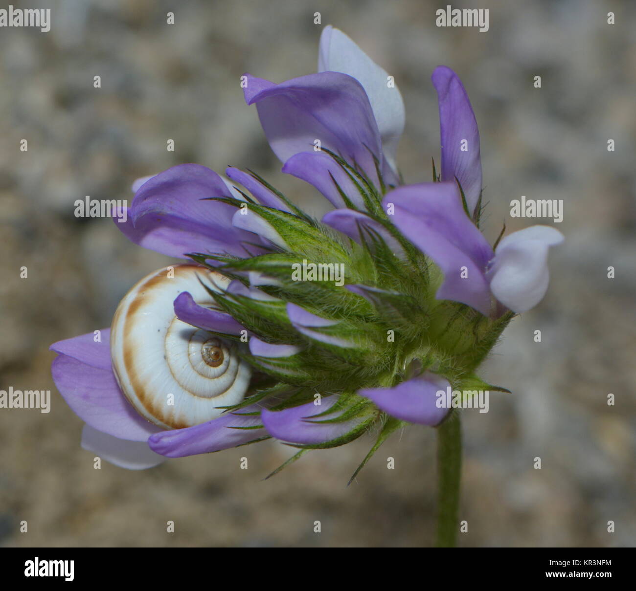 snail shells in bloom Stock Photo - Alamy