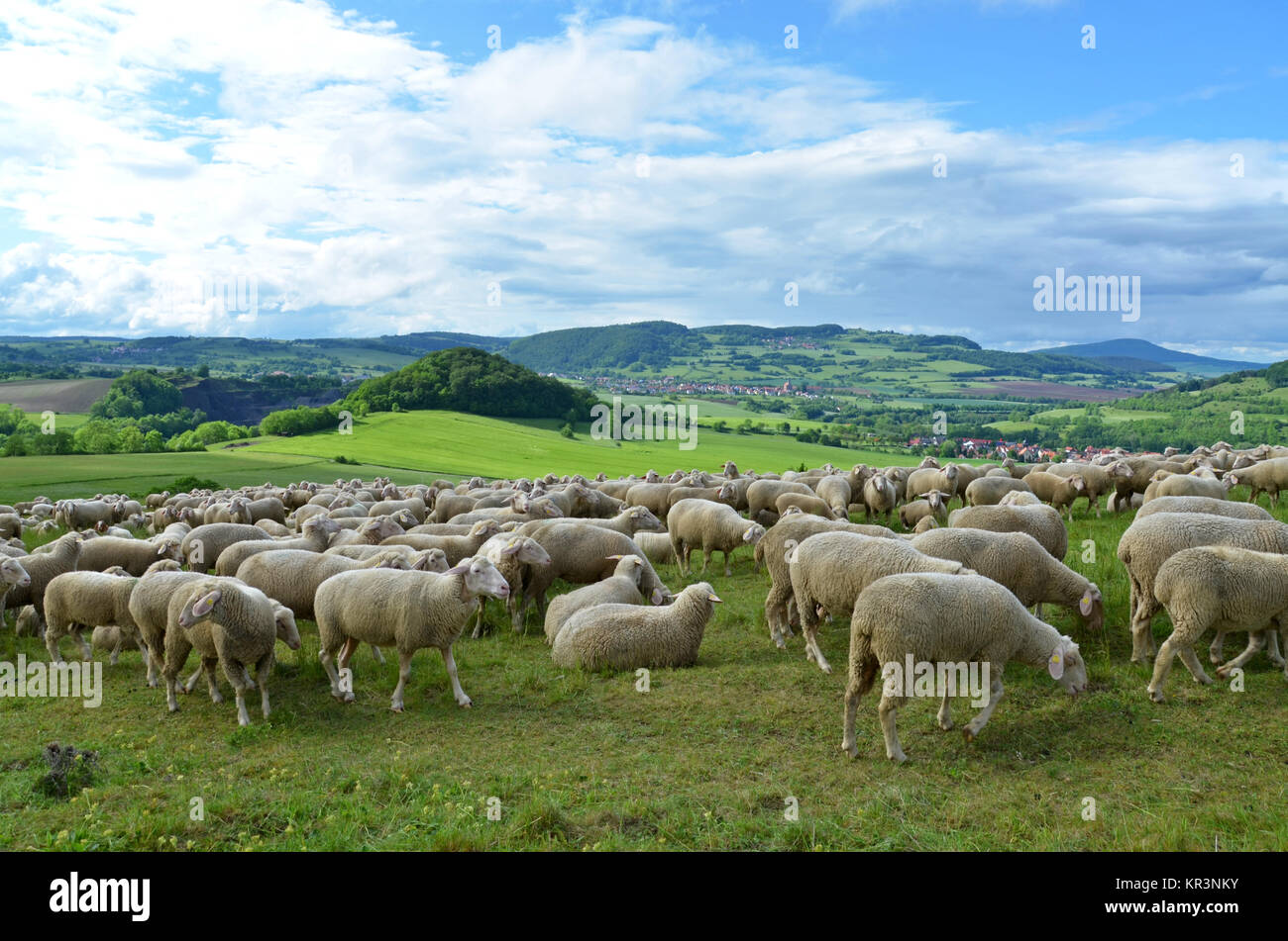 flock of sheep Stock Photo - Alamy