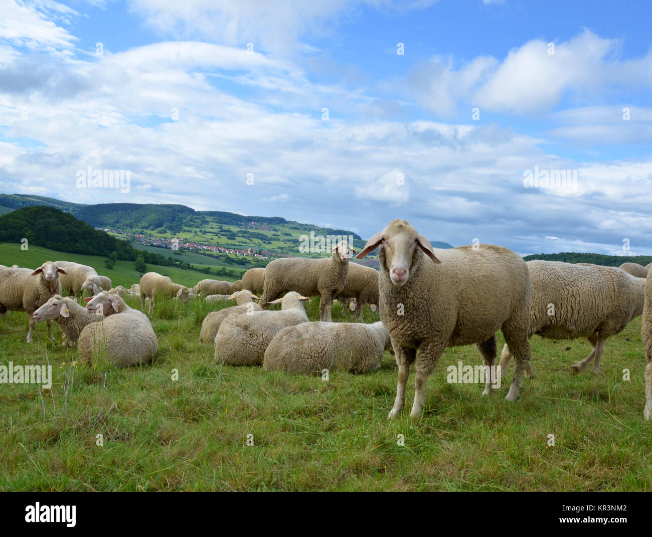 flock of sheep Stock Photo - Alamy