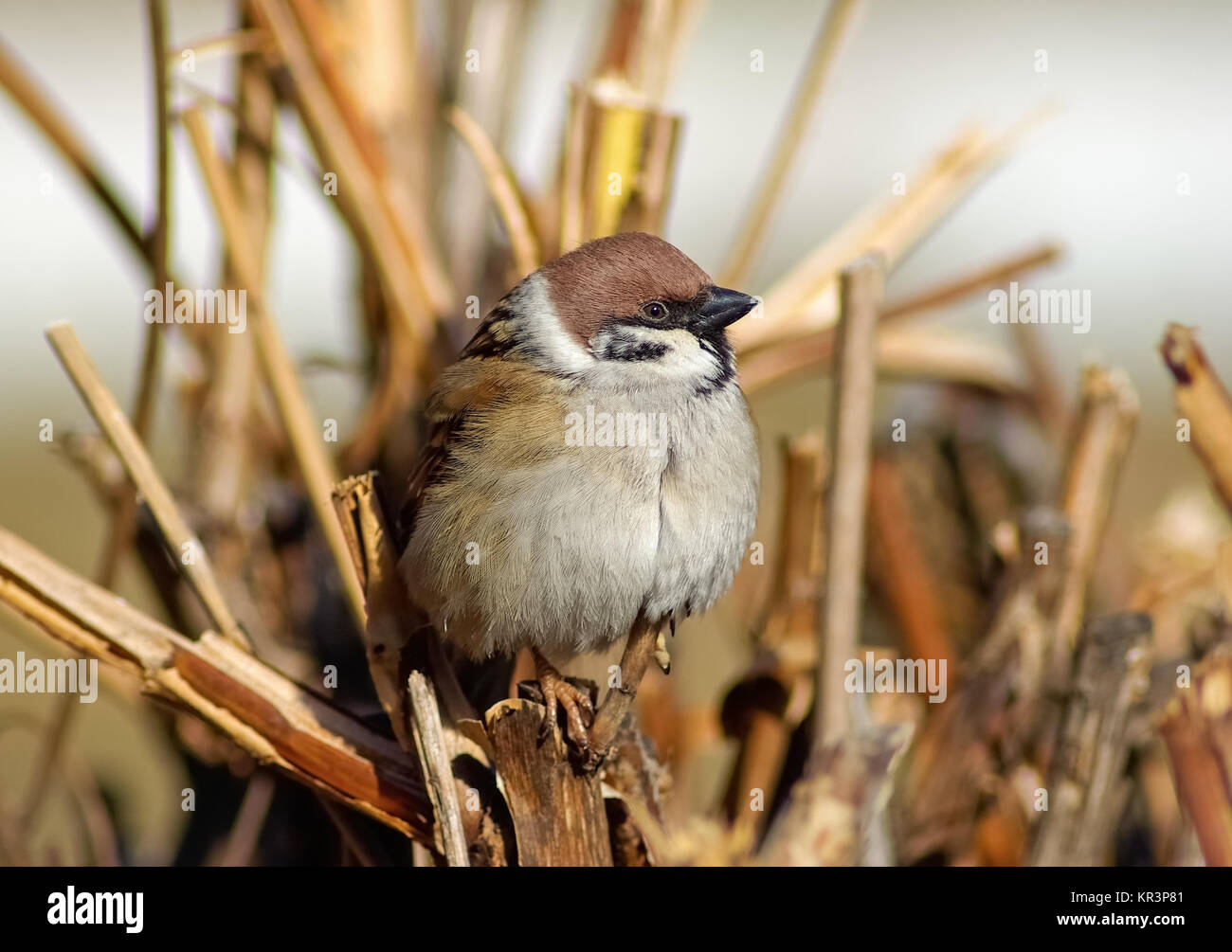 Attractive sparrow hi-res stock photography and images - Alamy