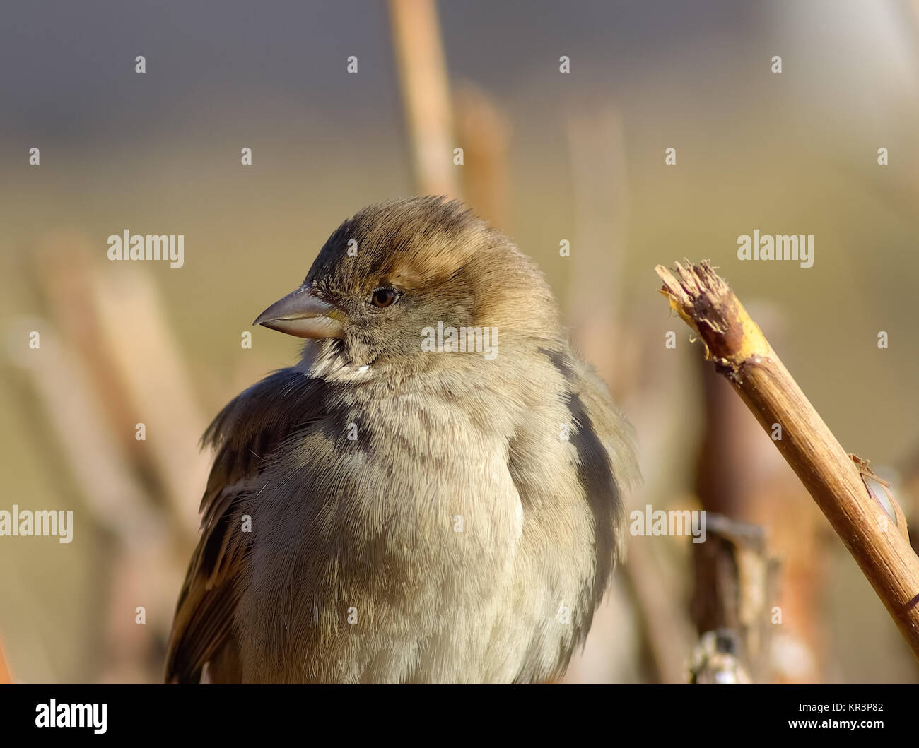 Sparrow attractive bird hi-res stock photography and images - Alamy