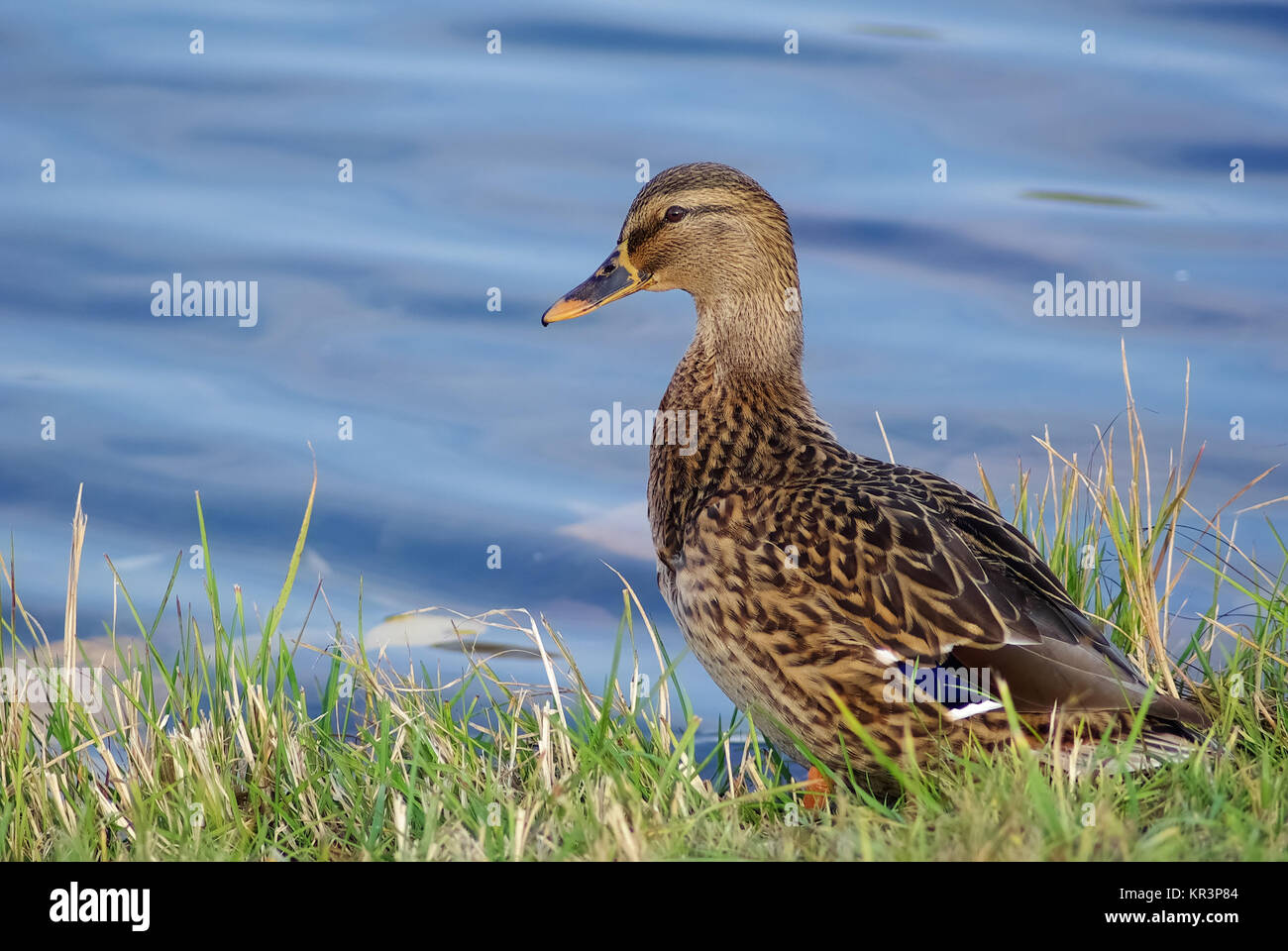 Peeking Duck High Resolution Stock Photography and Images - Alamy