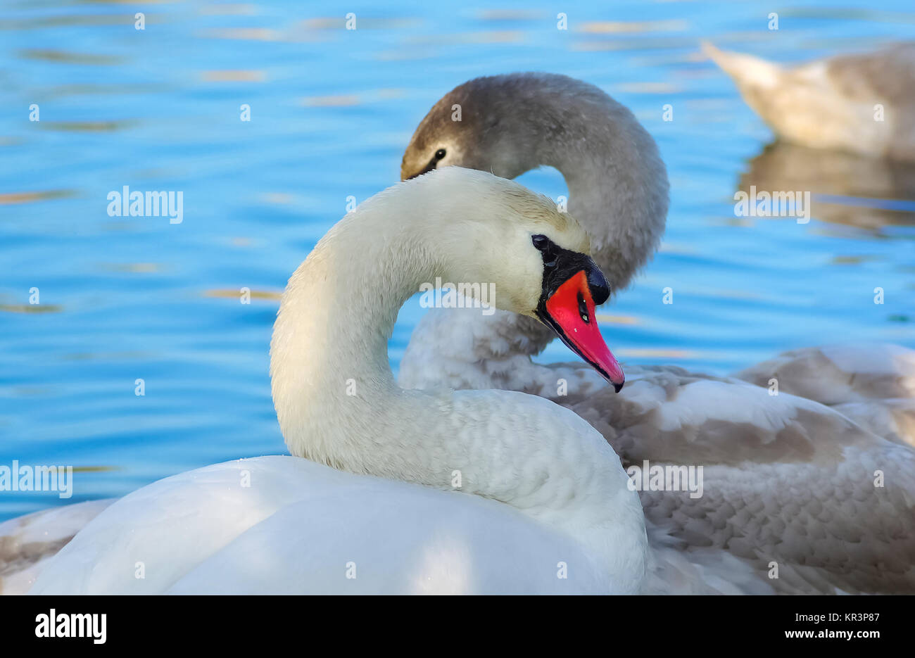 Swans in pond family swims hi-res stock photography and images - Alamy