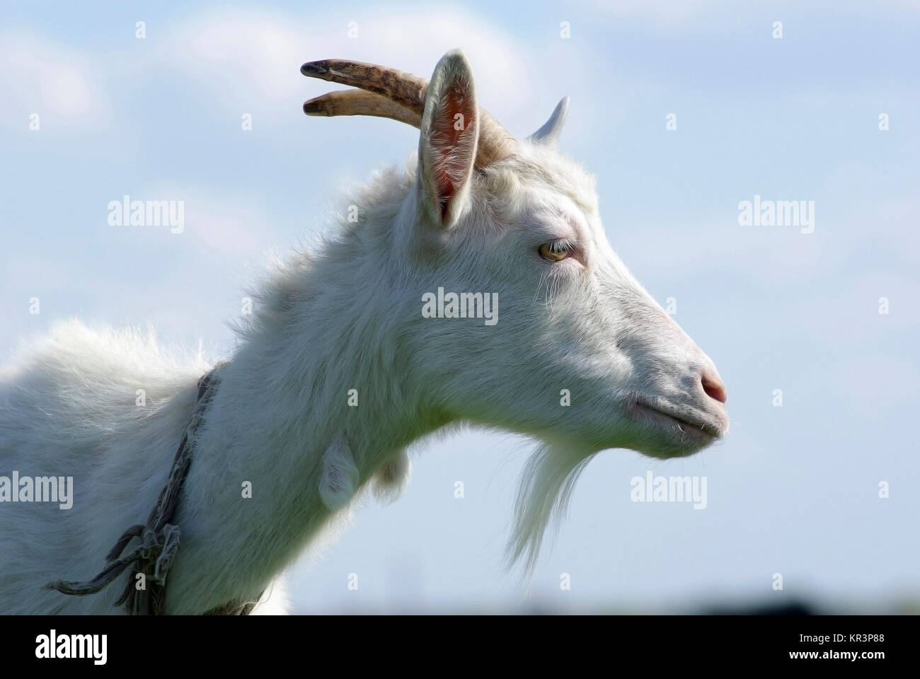 Portrait of a goat in the profile Stock Photo - Alamy