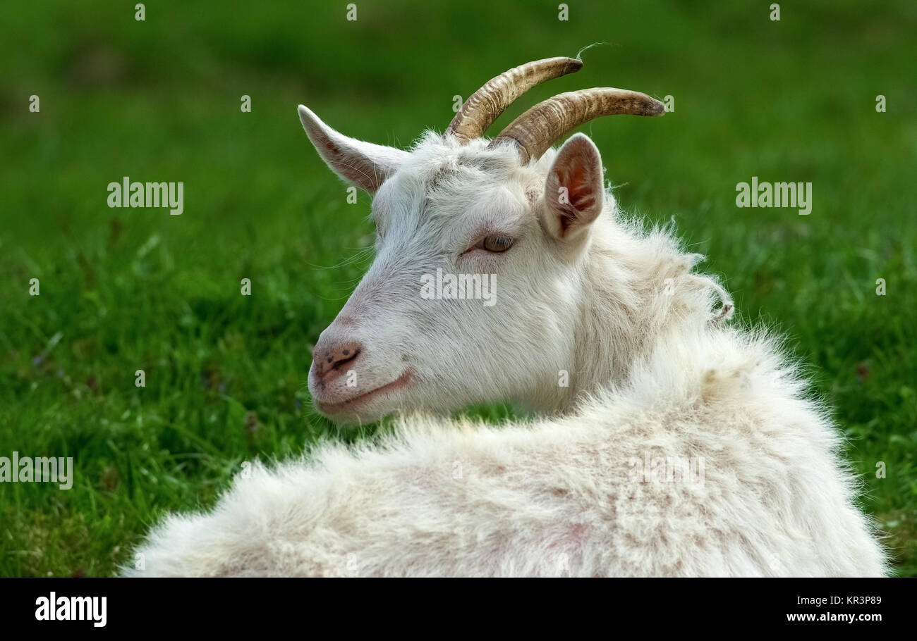 Goat with horns Stock Photo - Alamy