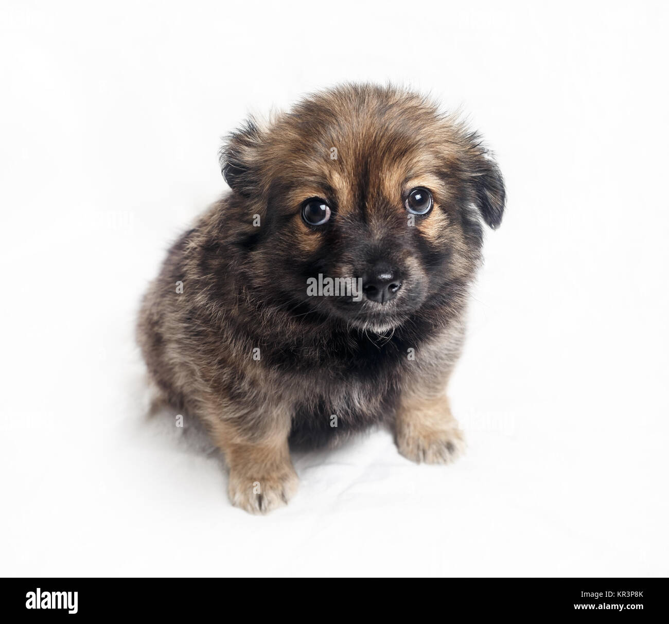 One mongrel dog puppy Cut Out Stock Images & Pictures - Alamy
