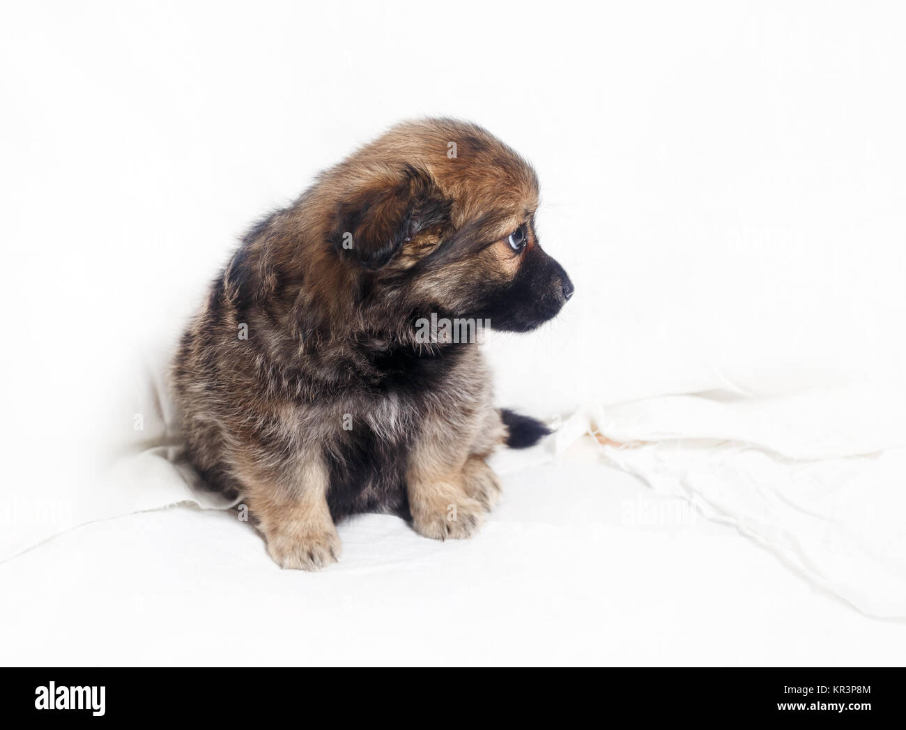 Little puppy dog Stock Photo - Alamy