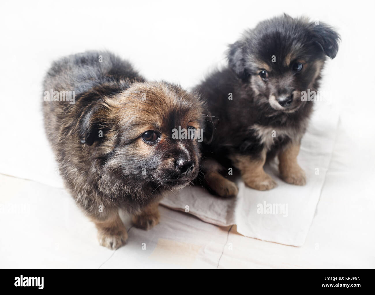 Two puppies dogs Stock Photo - Alamy