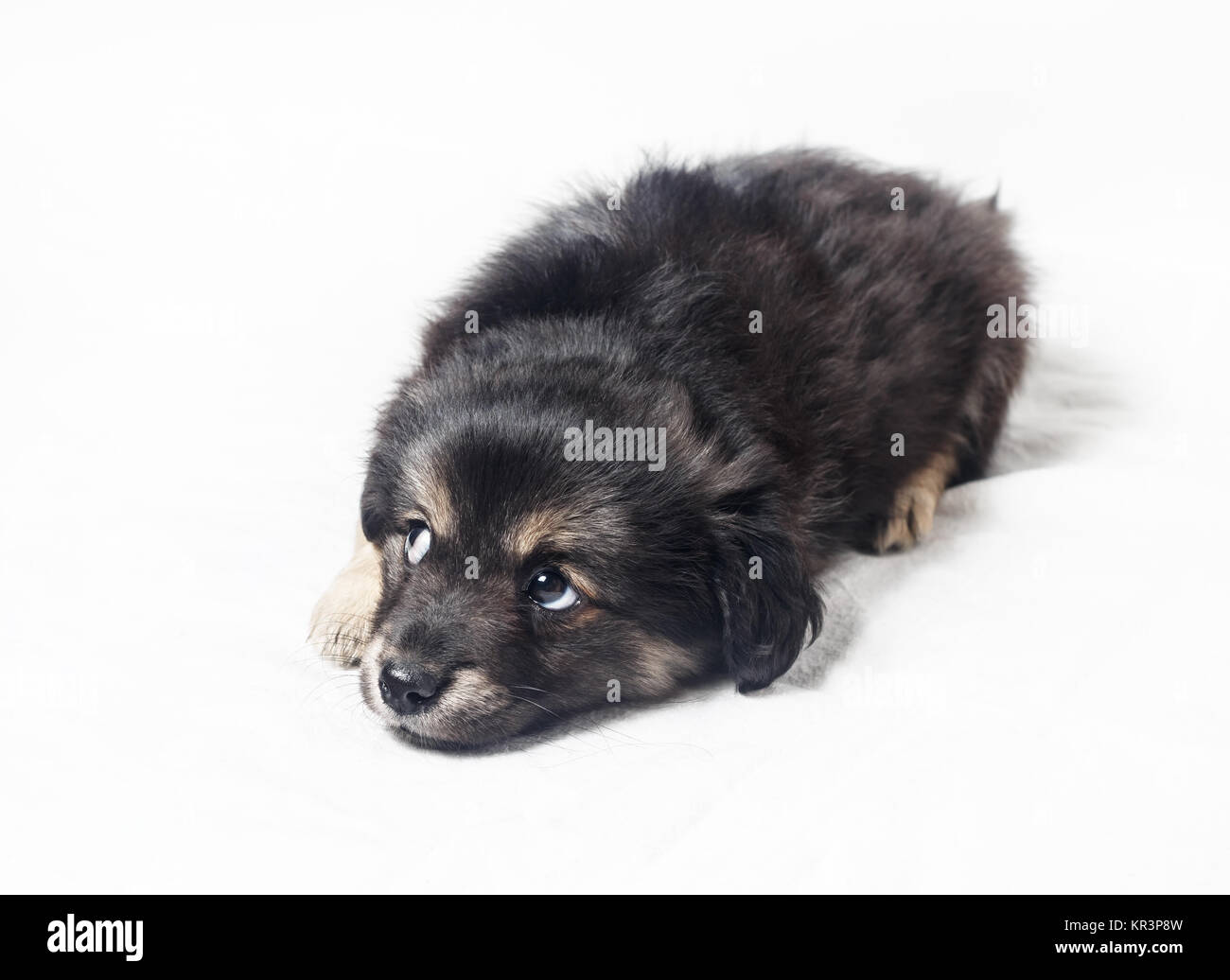 Cute little puppy dog Stock Photo - Alamy