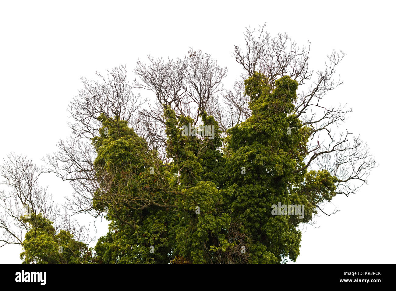 Tree braided ivy Stock Photo - Alamy