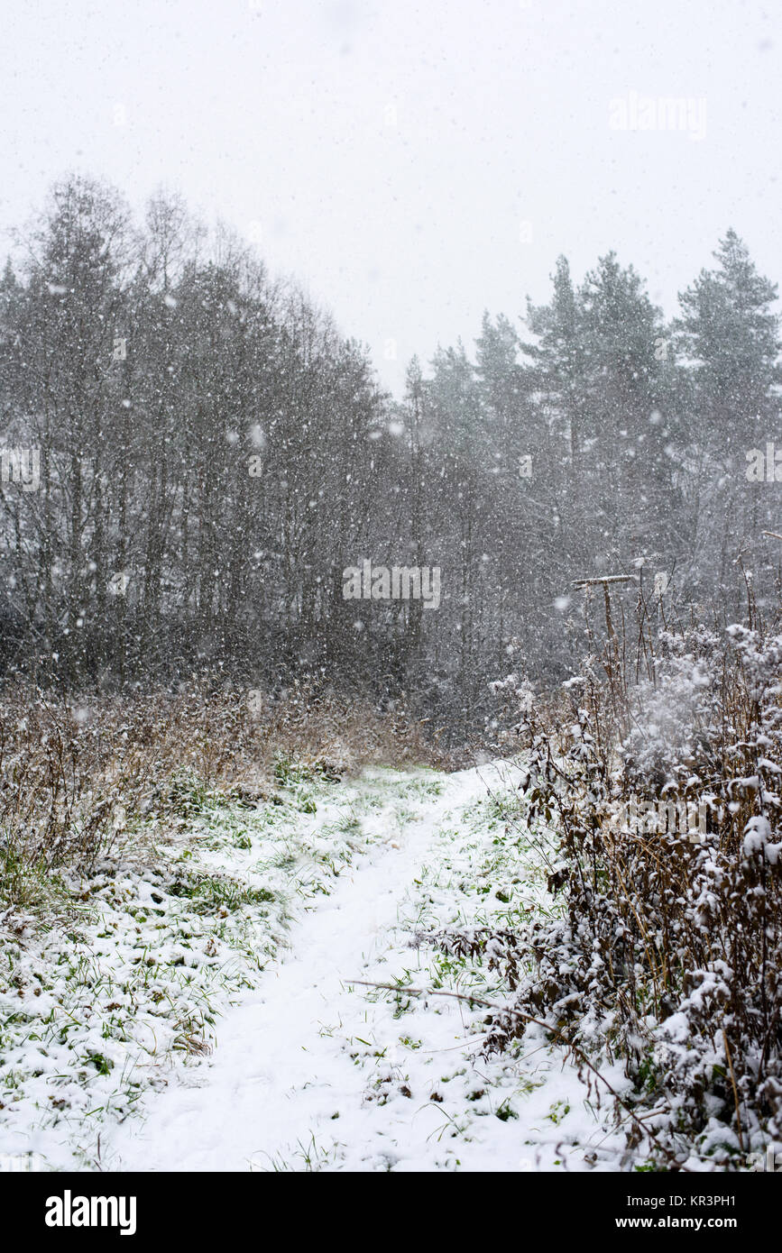 Winter snowstorm scene background, landscape. Trees, forest in snow ...