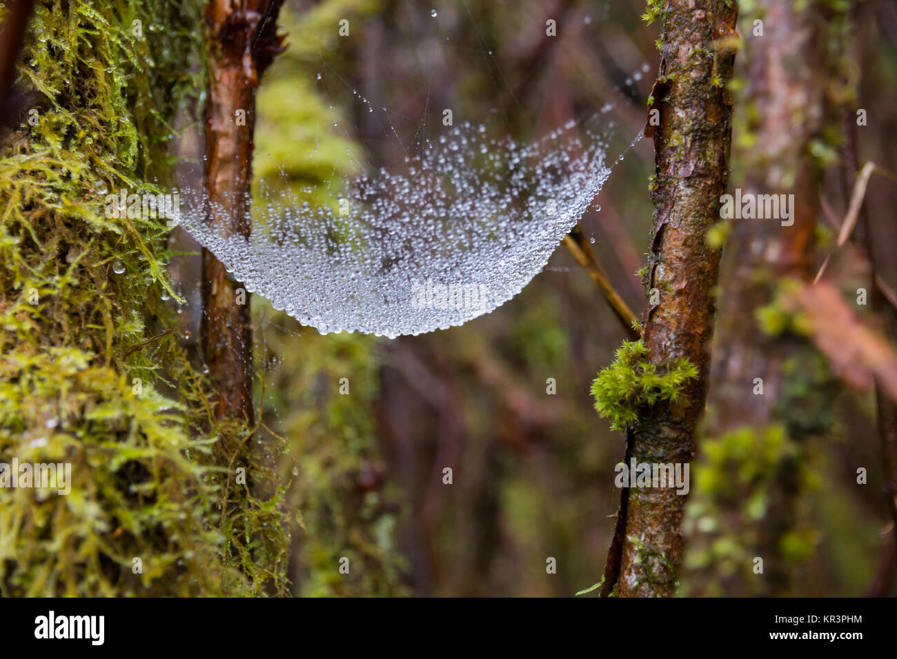 A spider's web suspended between two trees bows under weight of ...